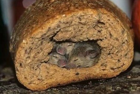 FDA Seized Factories After Dead Mice Found In Bread